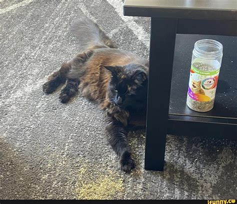 Catnip Memes Best Collection Of Funny Catnip Pictures On Ifunny