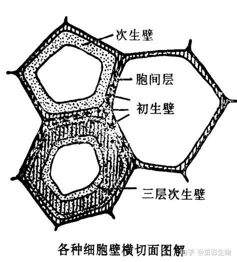 植物细胞壁生化指标 茁彩生物 知乎