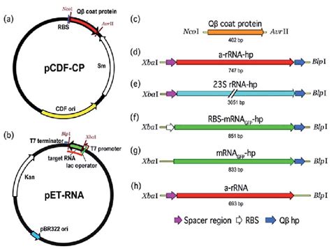 The Pcdf Cp And Pet Rna Plasmids Used To Co Express Vlp Protein And Rna