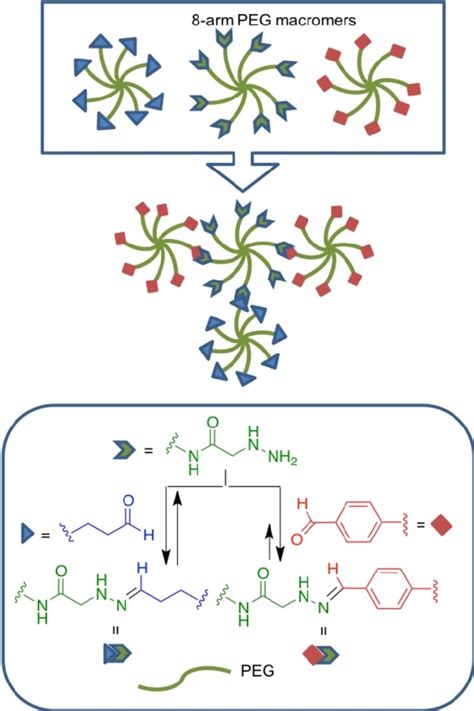 Scheme 14 Dynamic Cross Linking Through Hydrazinehydrazone Equilibrium Download Scientific