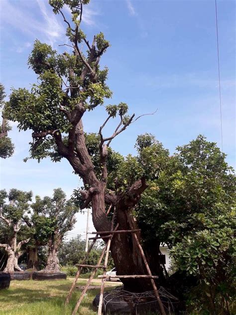 พยอมทรงเอน ขนาด28นิ้ว ฟอร์มลีลาสวยๆครับ 🌳🌳🌳🌳🌳🌳🌳🌳🌳🌳🌳🌳🌳 ต้นพะยอม ต้นพยอม มีถิ่นกำเนิดในประเทศ