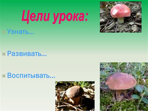 Урок окружающего мира во 2 классе на Тему «Грибы проект «в царстве грибов