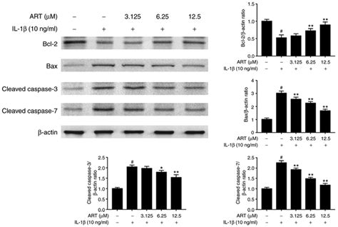 Suppression Of Apoptosis By Art In Il 1β Induced Chondrocyte Like Atdc5 Download Scientific