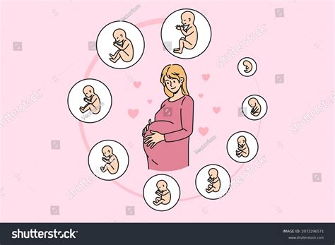 Pregnant Belly Stages Month By Month
