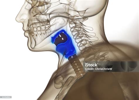 인간의 갑상선 엑스레이 이미지 3d 일러스트레이션 갑상샘에 대한 스톡 사진 및 기타 이미지 갑상샘 갑상샘기능 저하증 갑상샘기능 항진증 Istock