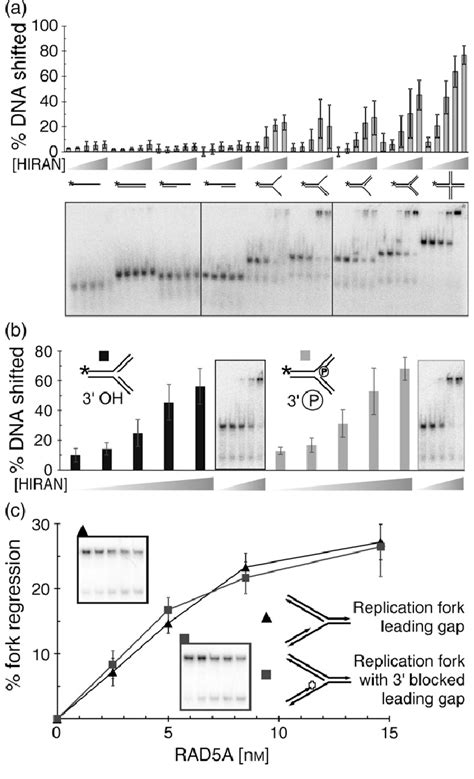 Dna Binding Properties Of The Hiran Domain Of Rad5a And The Influence