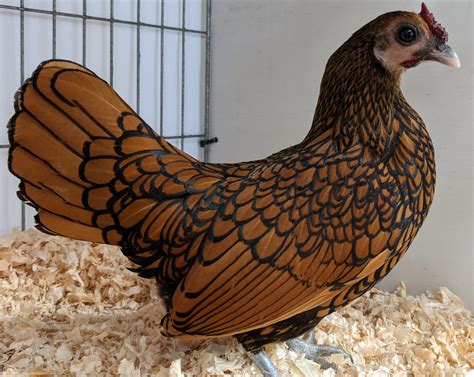 Why Keep Bantam Chickens Cluckin