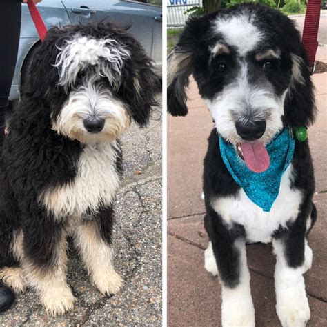 Short Bernedoodle Haircut Ideas 20 Before And After Photos