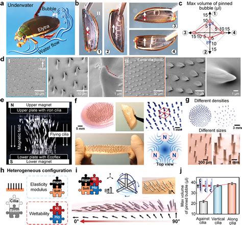 Anisotropic Transport Of Bubbles On Microcilia Arrays Of The Diving