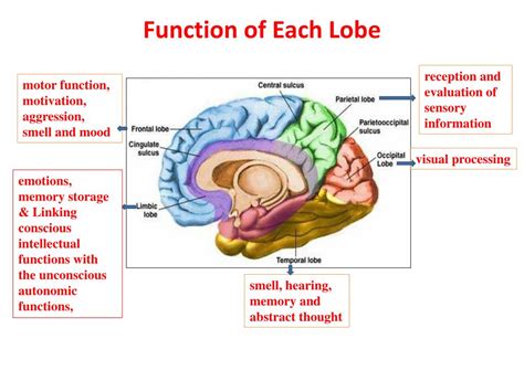 Ppt Cerebrum Powerpoint Presentation Free Download Id 1770207