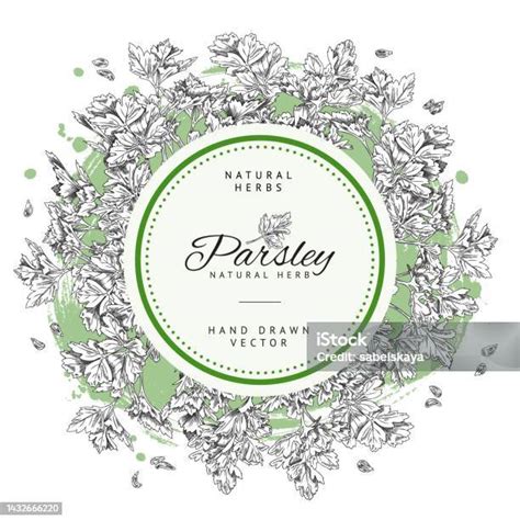 파슬리 배너 또는 원 모양의 레이블 흰색 배경에 손으로 그린 스케치 벡터 일러스트레이션 건강한 식생활에 대한 스톡 벡터 아트 및 기타 이미지 건강한 식생활 고수 고풍