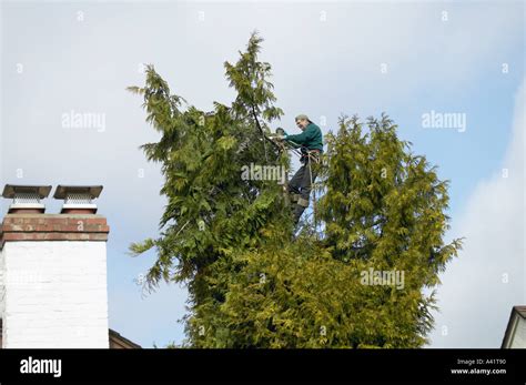 Tree Trimmer In Cypress Tree With Saw In Hand And Safety Harness And Ropes Stock Photo Alamy