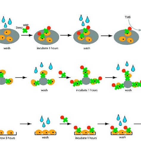 A Schematic Representation Of The Detection Of Bacterial Cells Download Scientific Diagram