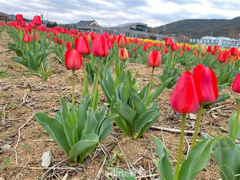 【포토】벚꽃지니 튤립이 봄맞네안동포타운 튤립축제 5만송이 꽃들의 향연