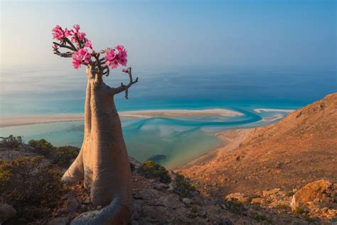 Socotra Photo Tour Marco Grassi Photography