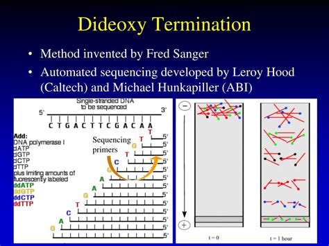 Ppt Genome Sequencing And Assembly High Throughput Sequencing