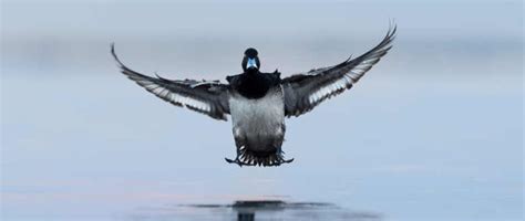 Lesser Scaup Harvest Study Waterfowlchoke