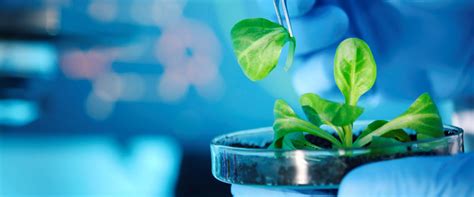 Olink Proteomics Ab Announce Acquisition Of Agrisera Ab To Accelerate