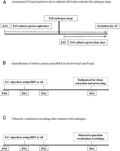 Androgen Modulation Of Foxp1 And Foxp2 In The Developing Rat Brain Impact On Sex Specific