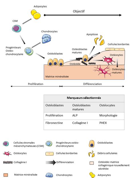 1 Étapes De La Différenciation Ostéogénique Et Marqueurs Associés Les