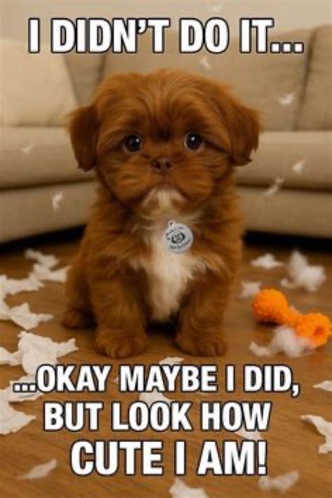 Funny Innocent Memes