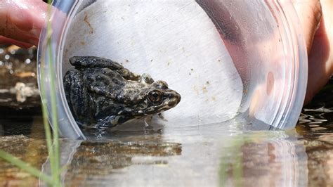 In The Battle To Save Frogs Scientists Fight Fungus With Fungus Npr