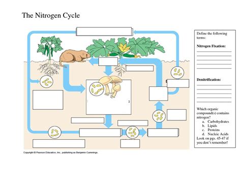Nitrogen Cycle Process Steps With Diagrams Explained