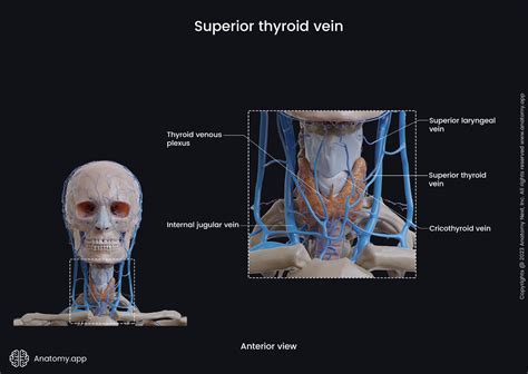 Superior Thyroid Vein