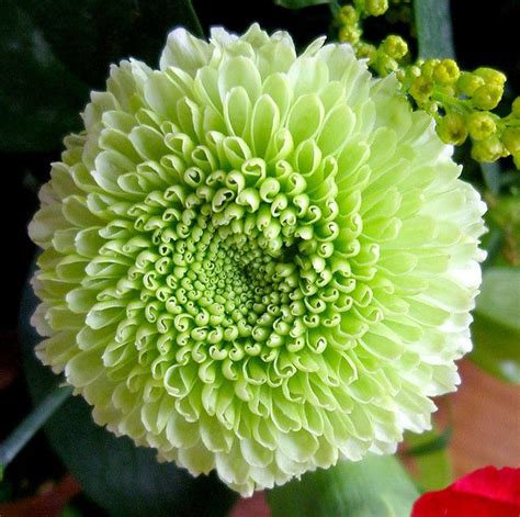 Green Dahlia Flower