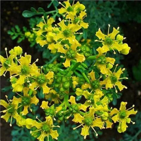 The Top 10 Plants You Should Never Pair With Basil Plantisima