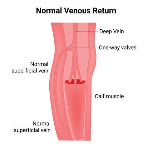 Normal Venous Return Science Design Vector Illustration Diagram 40983153 Vector Art At Vecteezy