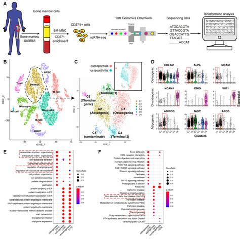 Scrna Seq Analysis Of Human Bm Mscs A Schematic Summarizing An