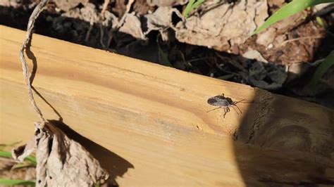 How To Get Rid Of Squash Bugs Hidden Heights Farm