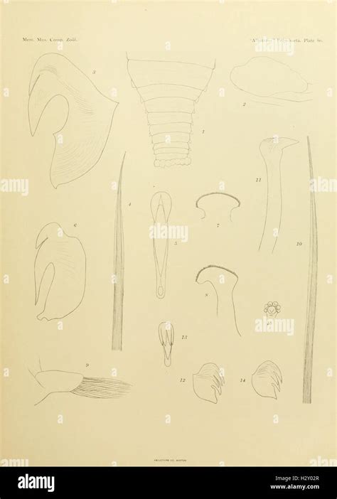 This Work Examines The Annelida Polychaeta Class A Diverse Group Of Segmented Worms It