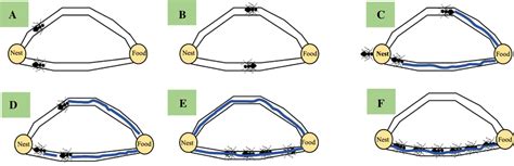 Random And Shortest Paths Followed In Aco Method Download Scientific Diagram