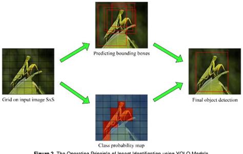 Figure 1 From Large Scale Insect Detection With Fine Tuning Yolox Semantic Scholar