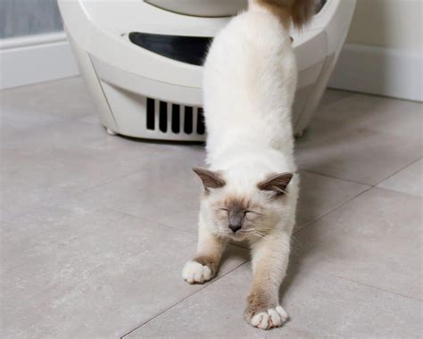 Litter Robot Connect Essentials Bundle Best Seller