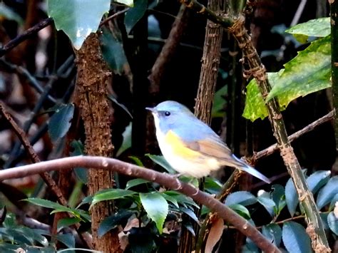 練馬区 光が丘公園 野鳥探索 tairaのお散歩