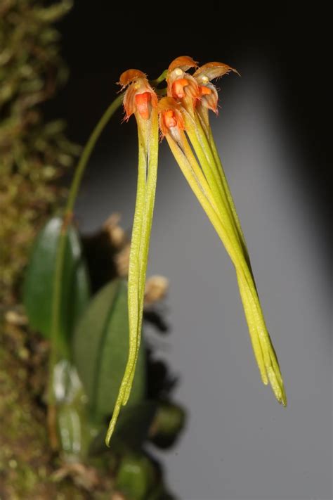 Bulbophyllum Hirundinis