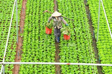 海口冬季蔬菜种植忙 人民图片网