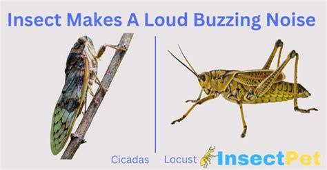 What Insect Makes A Loud Buzzing Noise