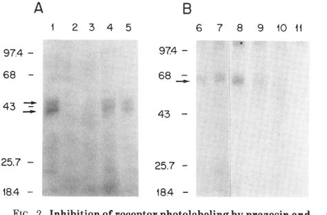 Figure 2 From Identification Of Structurally Distinct Alpha 2