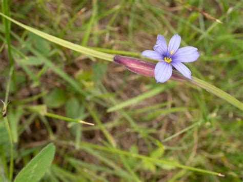 Sisyrinchium Mucronatum Blue Eyed Grass
