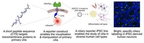 A Short Sequence Targets Transmembrane Proteins To Primary Cilia