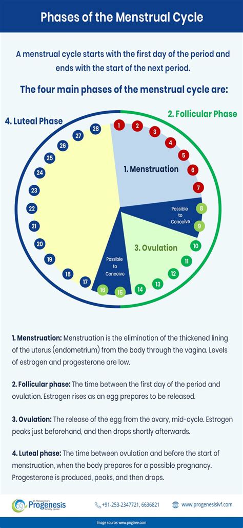 Phases Of Menstrual Cycle Female Reproductive System Artofit