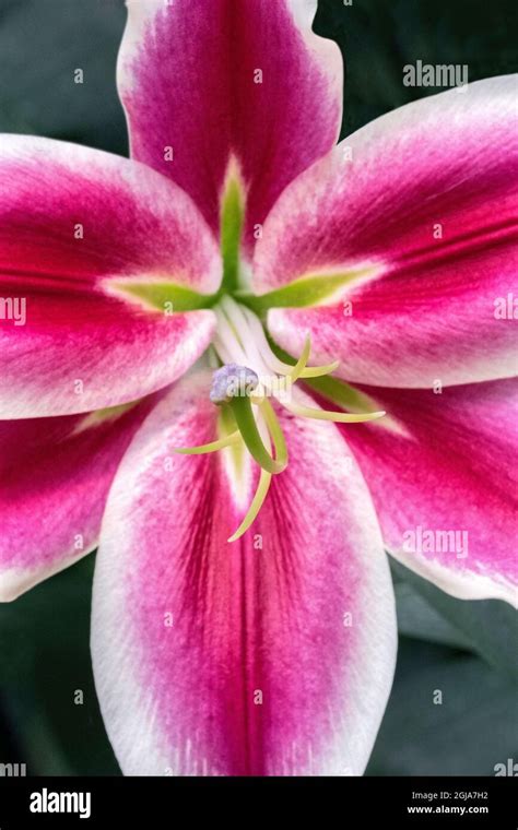 Oriental Trumpet Lily Stock Photo Alamy
