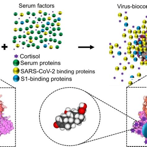 Schematic Representation Showing That While Circulating In The
