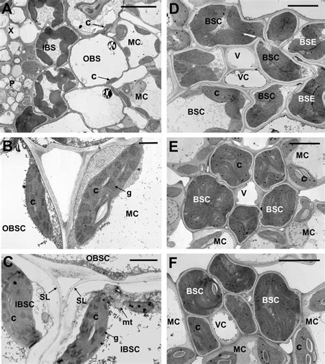 Ultrastructure Of Leaves Of Coleataenia Prionitis A Transverse Section