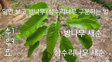 너무 똑같아 헷갈리는 밤나무와 상수리나무 이것만 보면 구분합니다 밤나무 새순 상수리나무 새순 하층식생 상수리나무잎 Korean Castanea Sawtooth