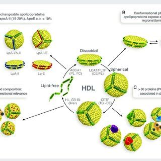 HDL Particle Complexity And Heterogeneity Normal HDL Metabolism Download Scientific Diagram